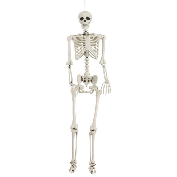 Posable Skeleton