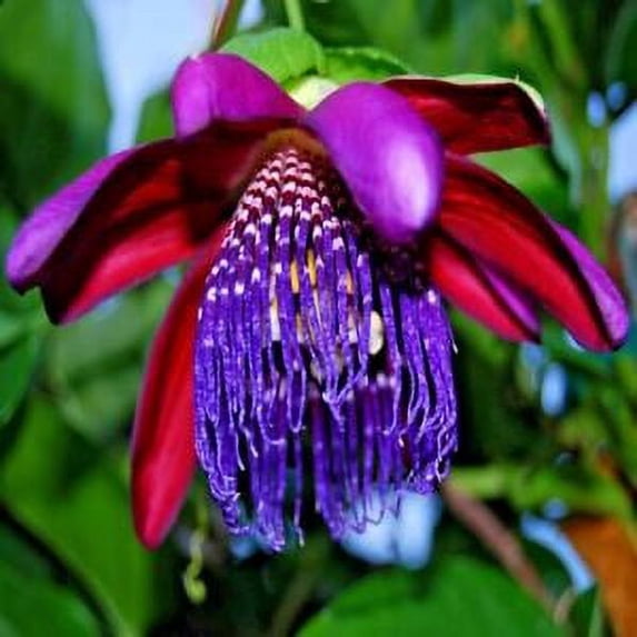 5 GIANT GRANADILLA SEEDS (Passiflora quadrangularis) Passionfruit ...