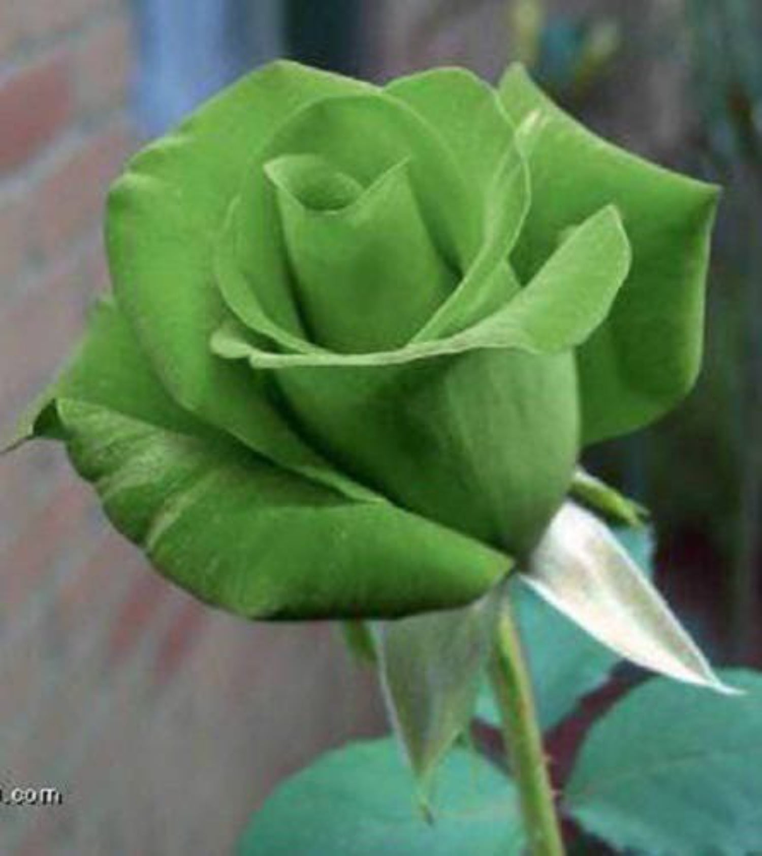 5 * SEEDS * GREEN ROSE Rosa Bush Shrub Perennial Flower Seeds - Walmart.com