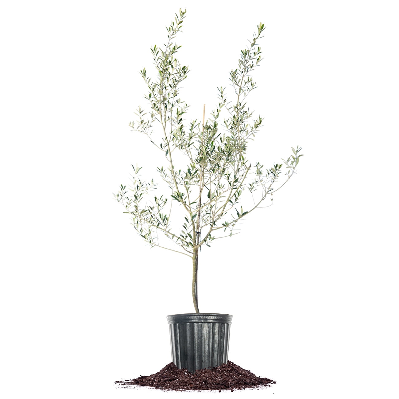 5 Gal Arbequina Olive Tree - Walmart.com