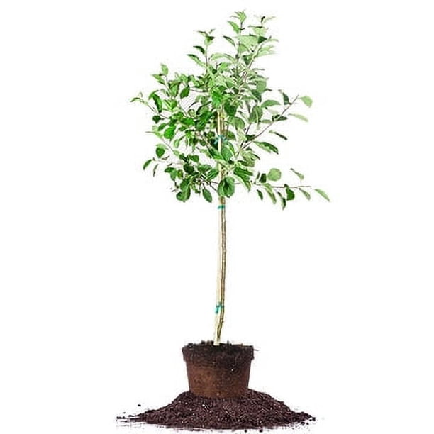 5 Gal. Gala Apple Tree - Semi Dwarf - Self Pollinating - Walmart ...