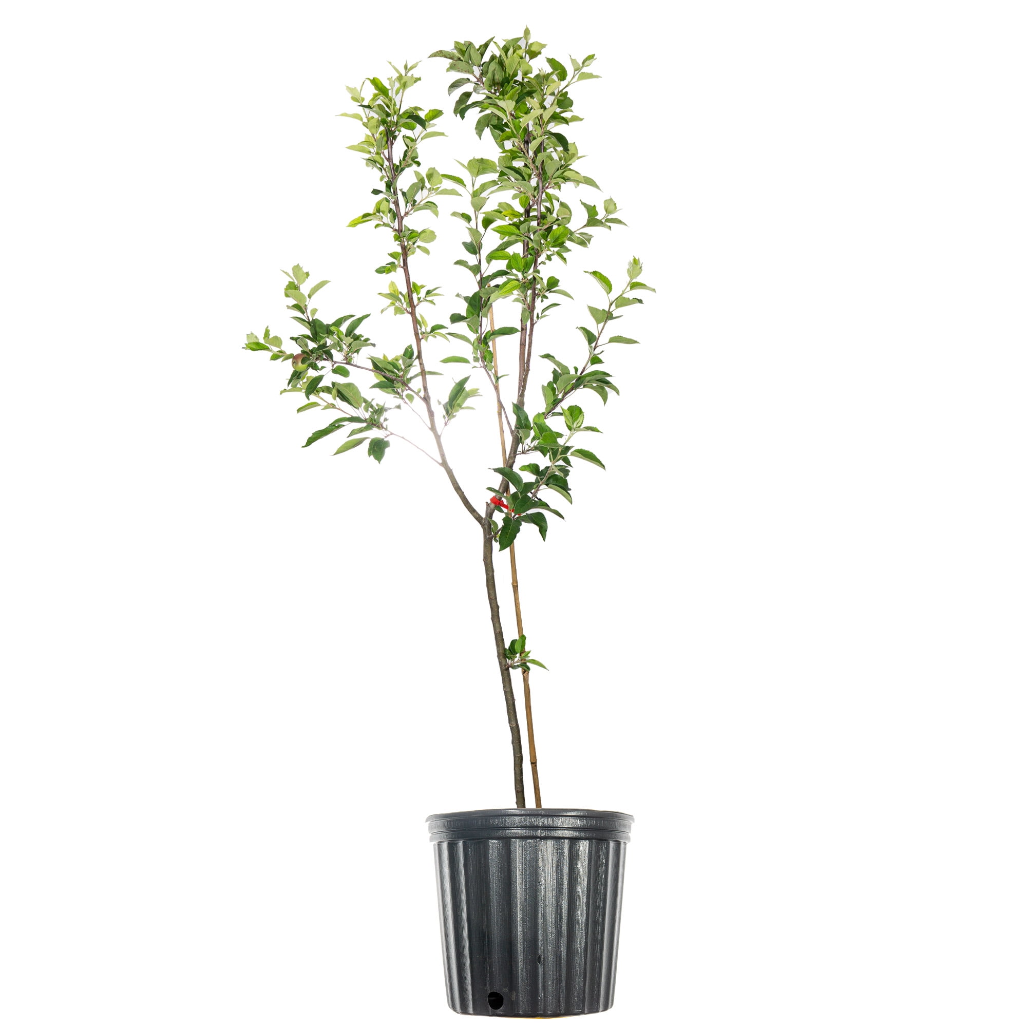5 Gal. Red Delicious Apple Tree - Fresh Fruit - Cold Hardy - Walmart.com