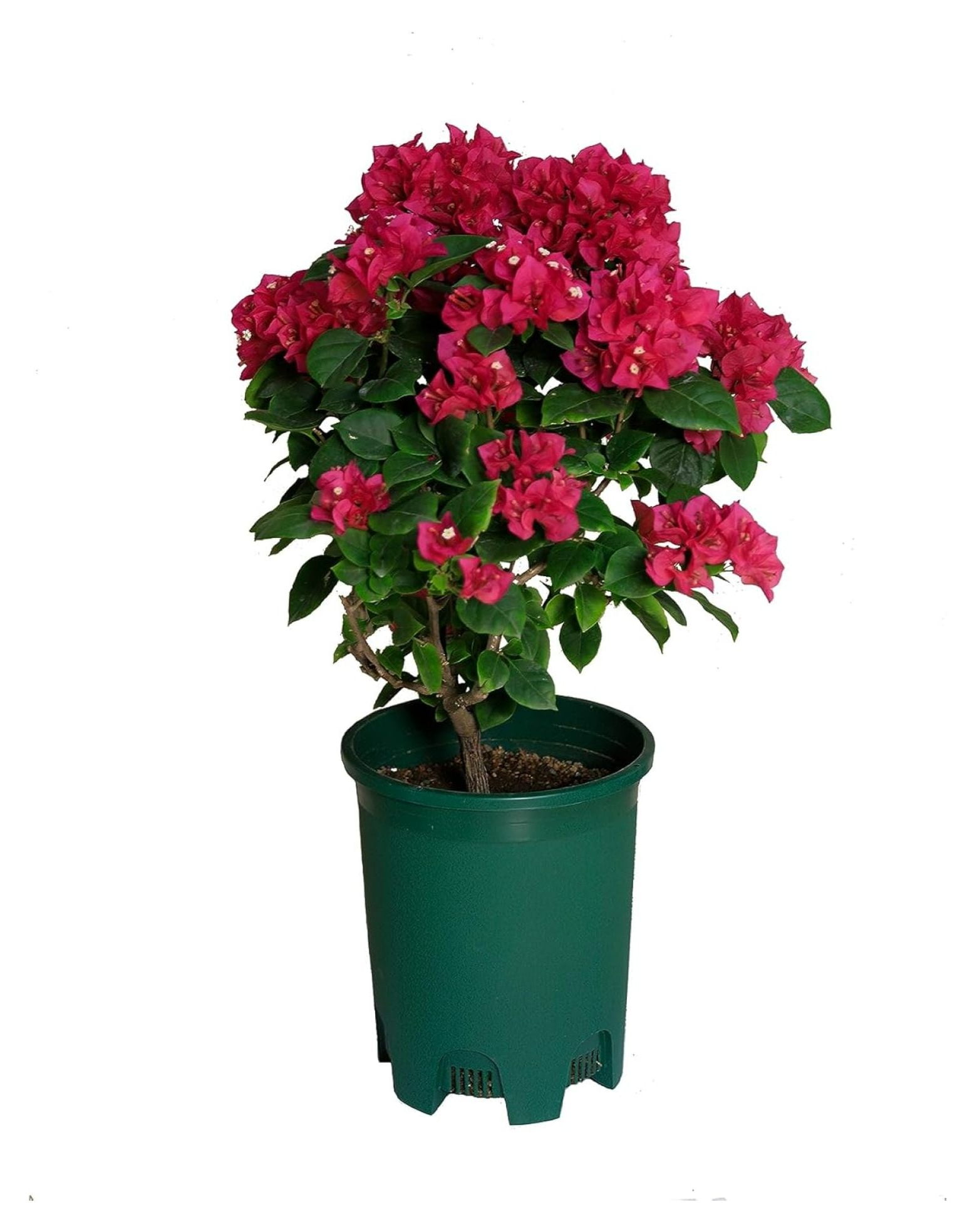 5 Gallon 20-Pack Green Nursery Pot Black Plastic Planters in Bulk with ...