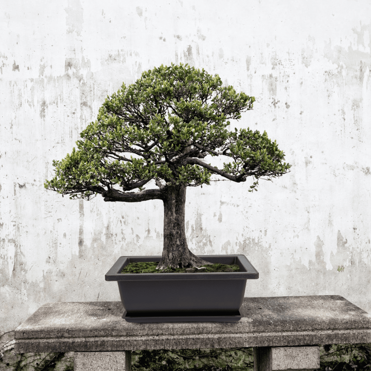 5 Gorgeous Flower Planting Pot Sets for Succulent Bonsai with Included ...