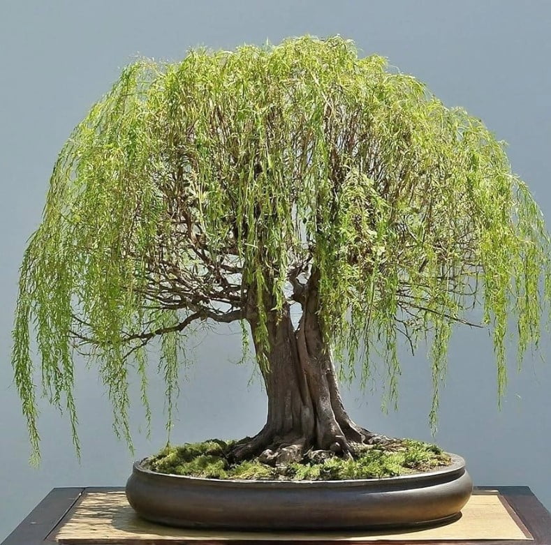 5 Green Weeping Willow Tree Seeds for Planting - Salix Babylonica ...