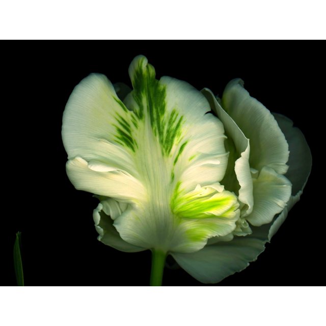 5 Green and White Parrot Tulip Bulbs for Planting - Easy to Grow - Walmart.com