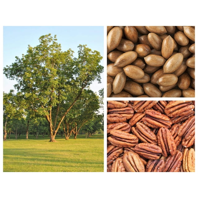 5 HARDY PECAN Tree Carya Illinoinensis King Nut Native Fruit Tree Seeds ...