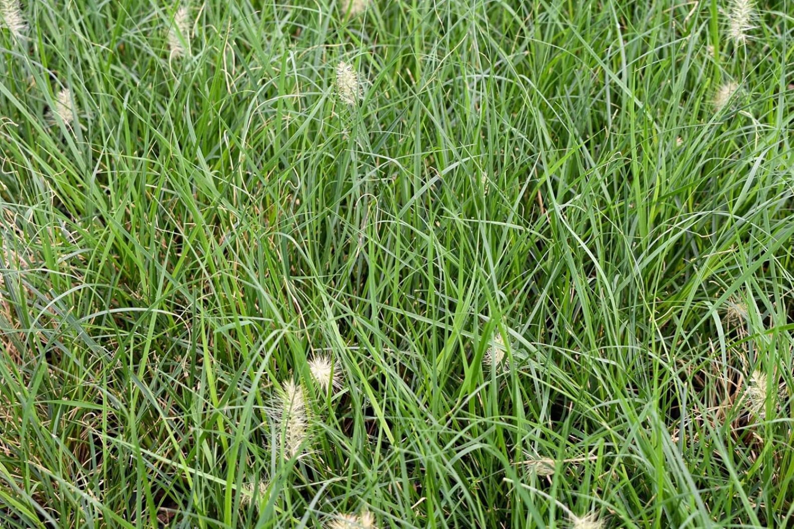 5 Hamlen Grass in 4 Inch Containers/Dwarf Fountain Grass (5 Pots of ...