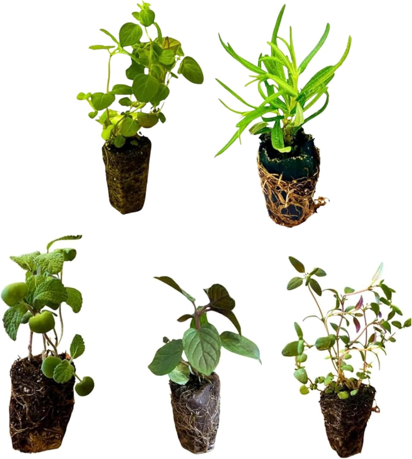 5 Herb Seedling Plug Size –Thyme, Sage, Oregano, Peppermint & Rosemary ...