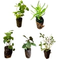 5 Herb Seedling Plug Size –Thyme, Sage, Oregano, Peppermint & Rosemary ...