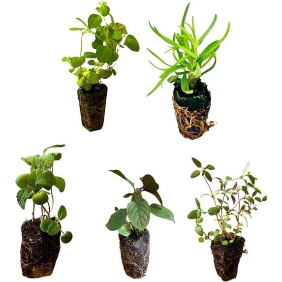 5 Herb Seedling Plug Size –Thyme, Sage, Oregano, Peppermint & Rosemary ...