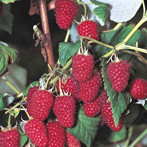 5 Heritage Everbearing Red Raspberry Plants (5 Lrg 2yr Bare Root Canes ...
