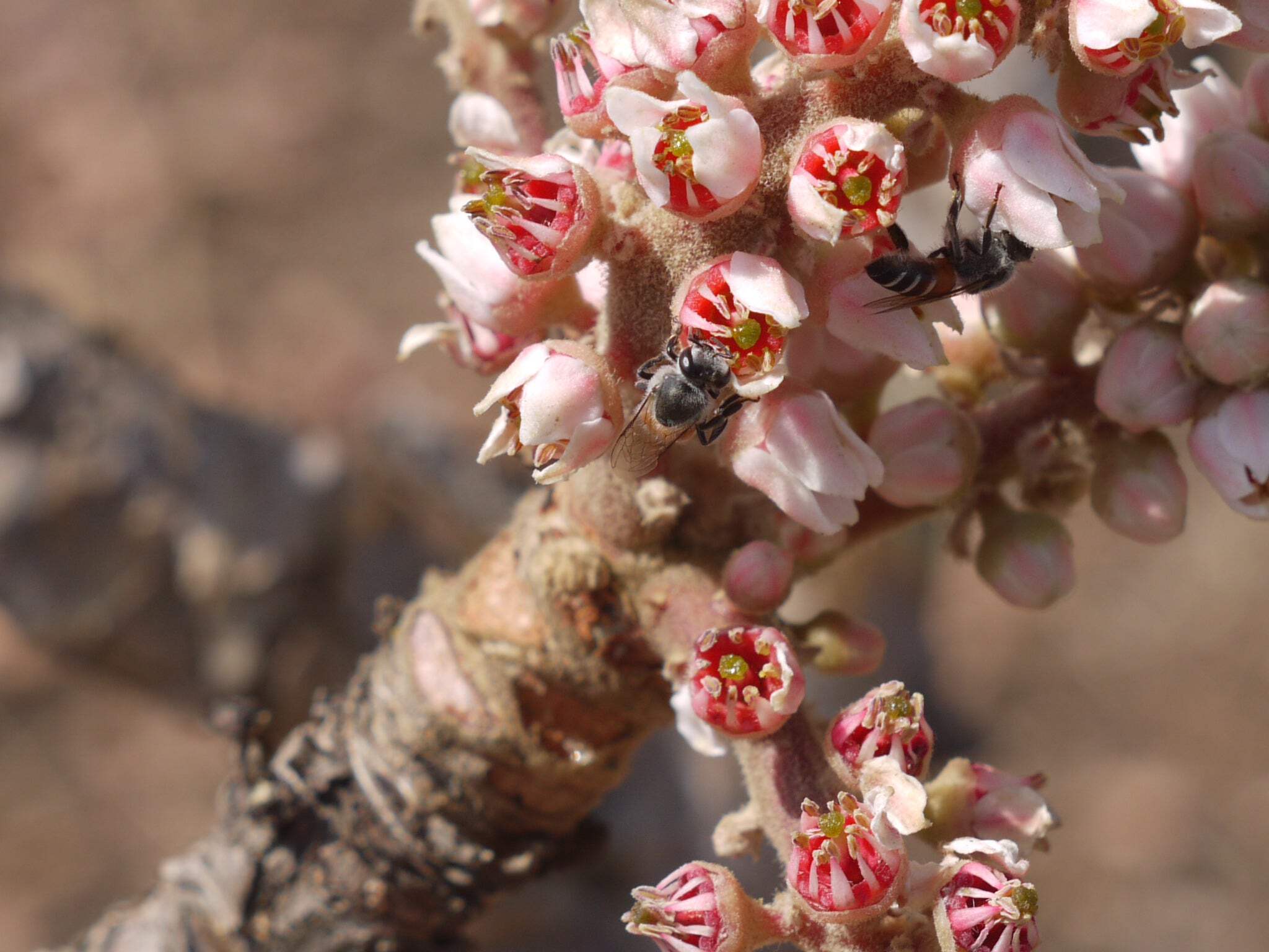 5 INDIAN FRANKINCENSE Boswellia Serrata Olibanum Salai Fragrant Gum ...