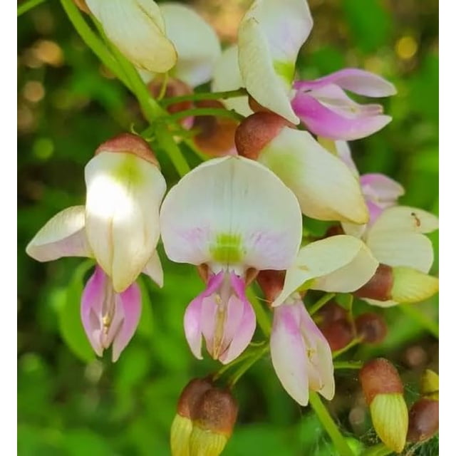 5 Indian Beech Tree Seeds for Planting - Pongamia pinnata - Walmart.com