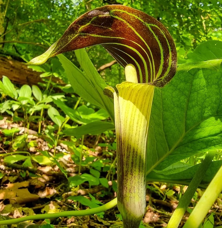 5 Jack-In-The-Pulpit Bulbs for Planting - Indian Turnip - Arisaema ...
