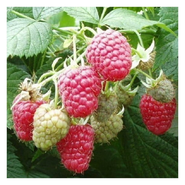 TiaGOC Green Joan J Raspberry Live Plants (5 Count) - Walmart Business ...