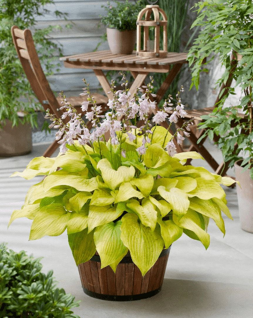 5 Ki Ren Jyaku Bareroot Hosta - Walmart.com
