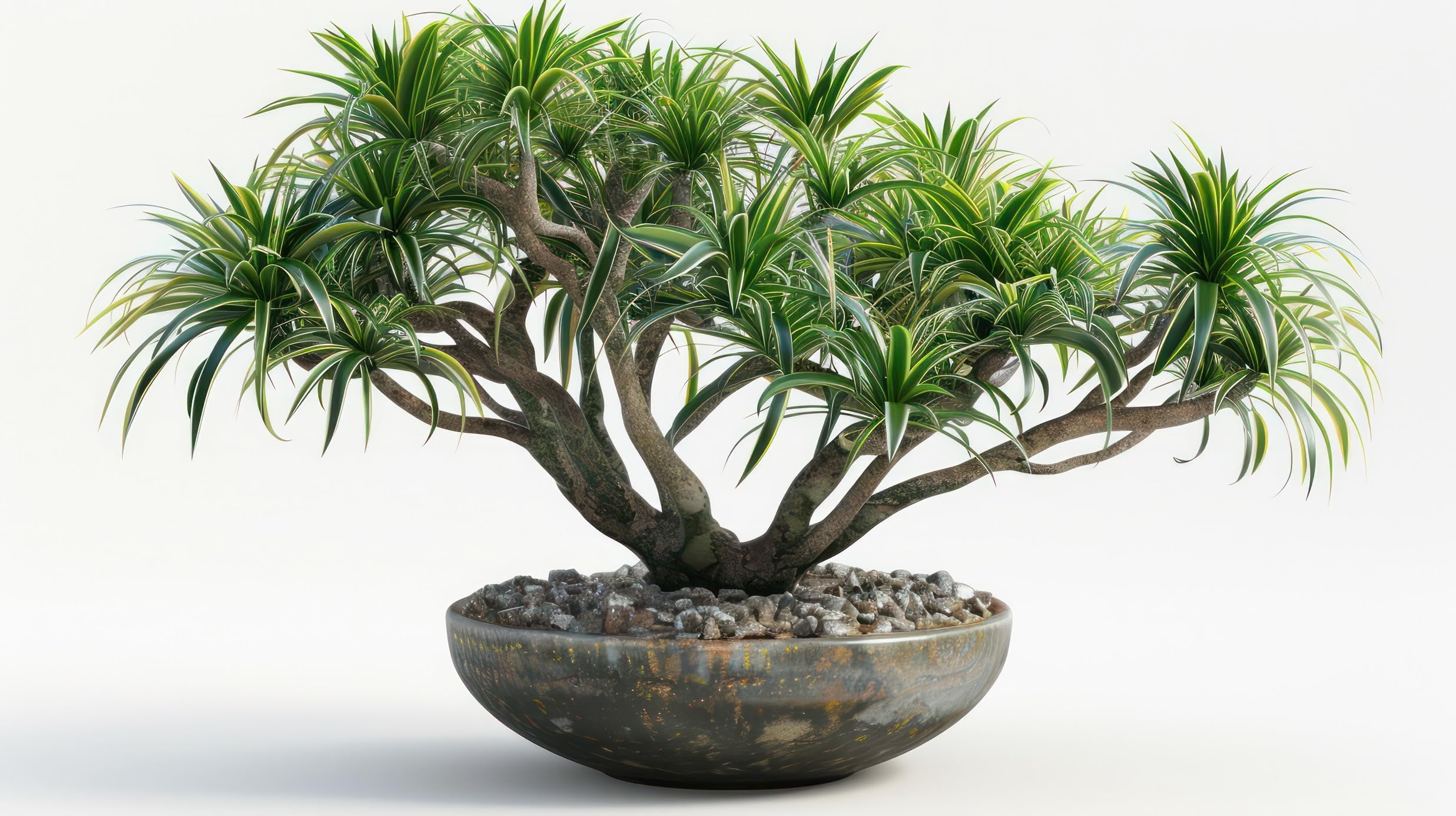 5 King Palm Bonsai Tree Seeds - Does Well Indoors - Funeral Palm ...