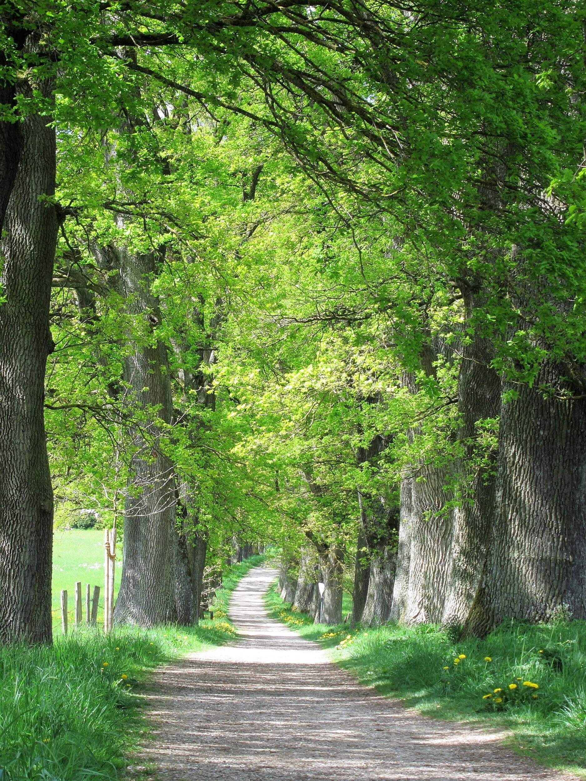 5 LAUREL OAK TREE Quercus Hemisphaerica Native aka Darlington Coastal ...
