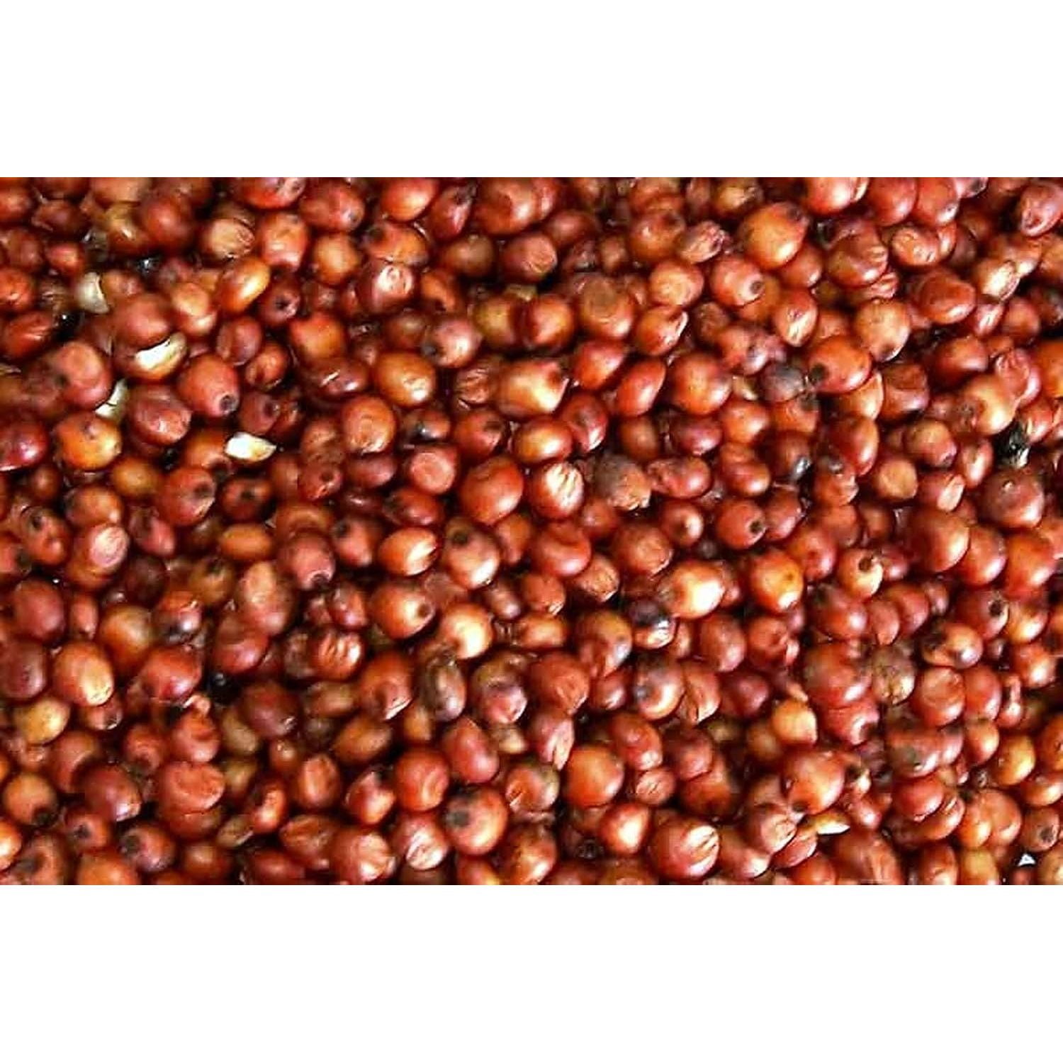 5 LBs of Organic Milo - Red Sorghum USDA Certified Organic, Non-GMO ...