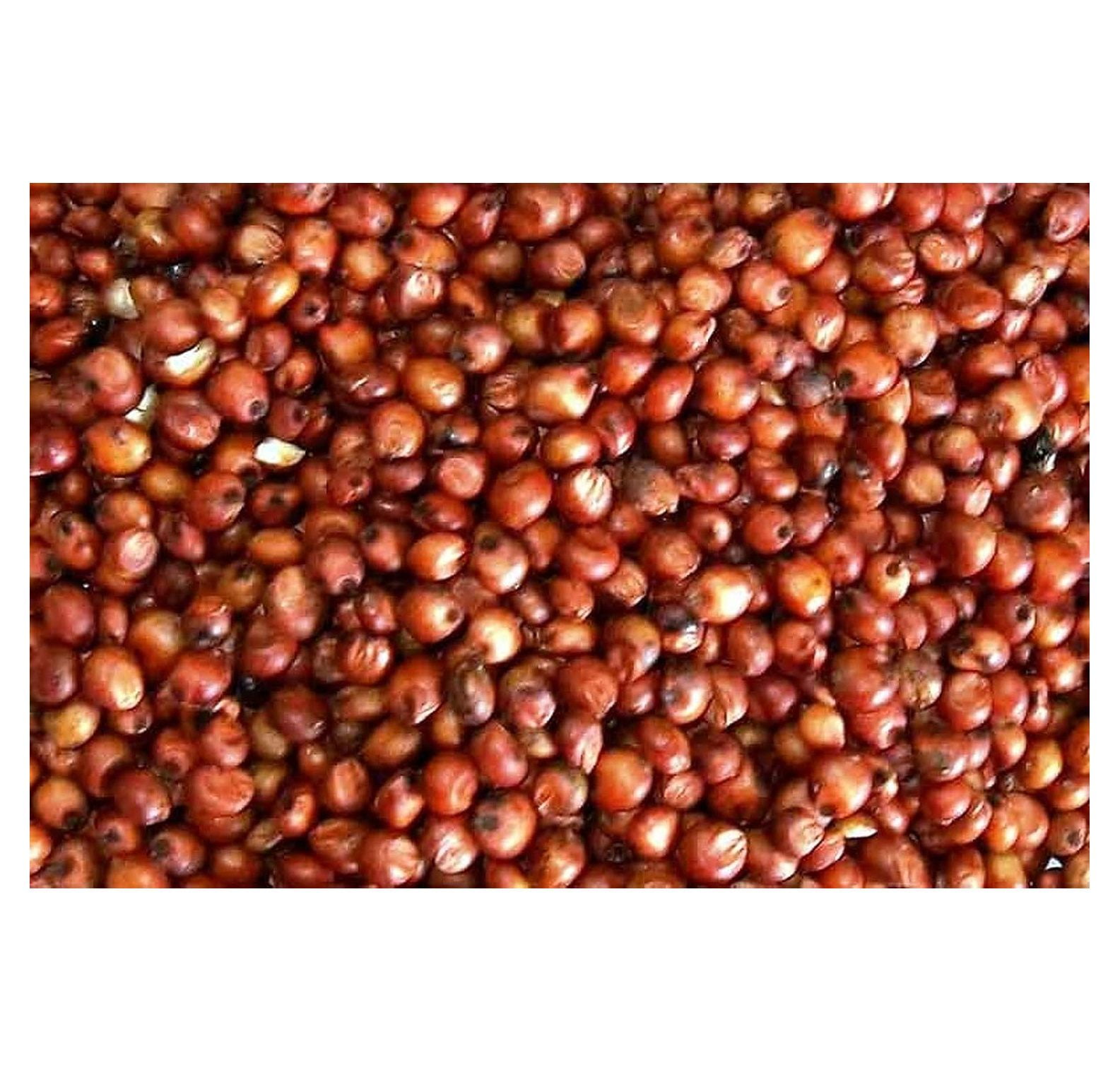 BULYAXIA Milo Grain, 5 lbs, Great for Mushroom Cultivation or Baking ...