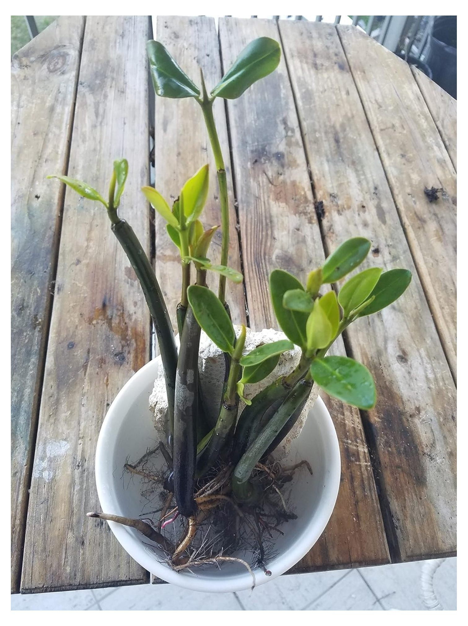 5 LIVE Mangroves - Red Mangrove Seedlings - Filtration, Aquarium ...