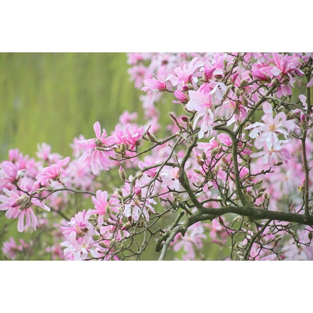 5 LOEBNER MAGNOLIA Loebneri TREE Shrub Seeds - Cross of M Stellata ...