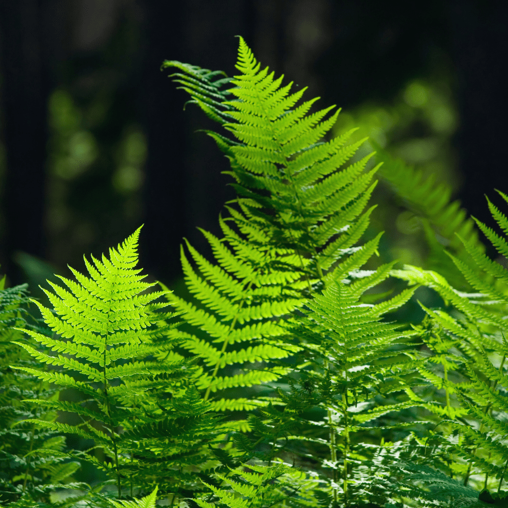 5 Lady Fern Roots , Fern Ground Cover Plants for Garden, 3 to 5 Inc ...