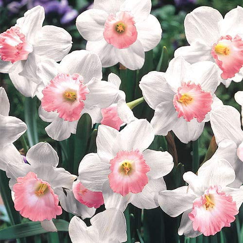 5 Large Cupped Pink Daffodil Mix Bulbs Garden Hardy Perennial Fall ...