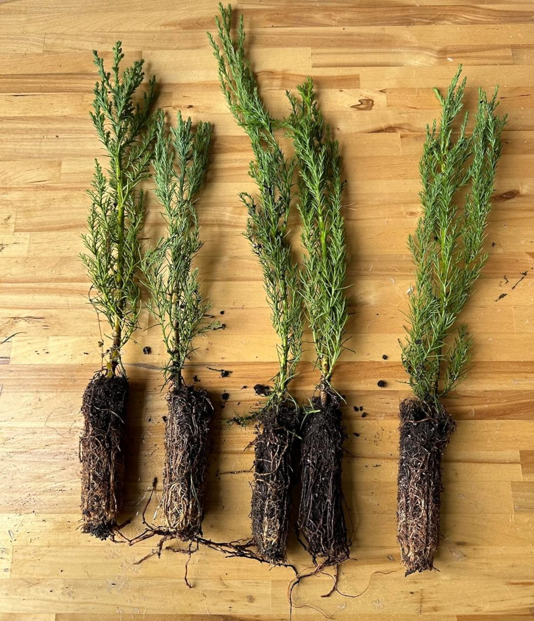 5 Live Giant Sequoia Tree Sapling (Approx. 1'-1.5' Tall)- Nature’s ...