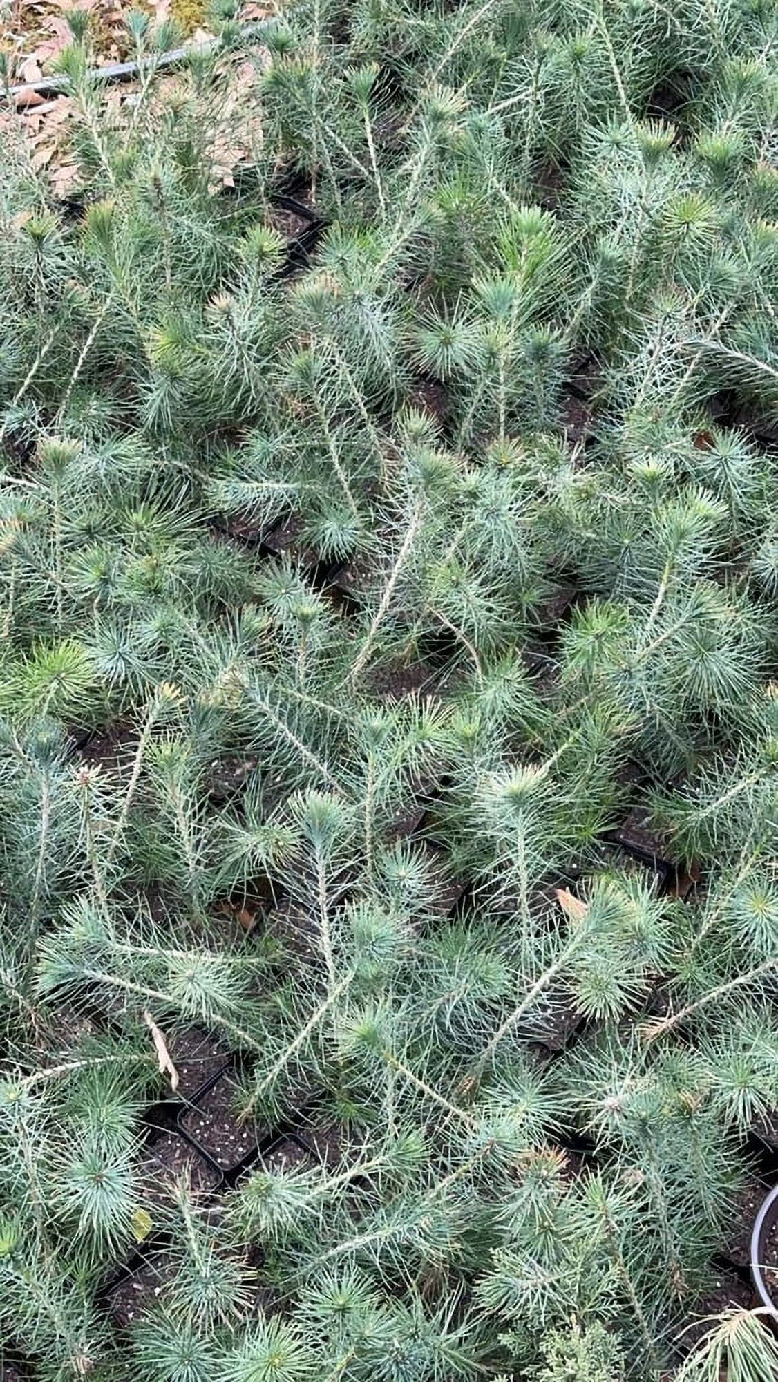 5 Live Japanese Black Pine Seedlings - Walmart.com
