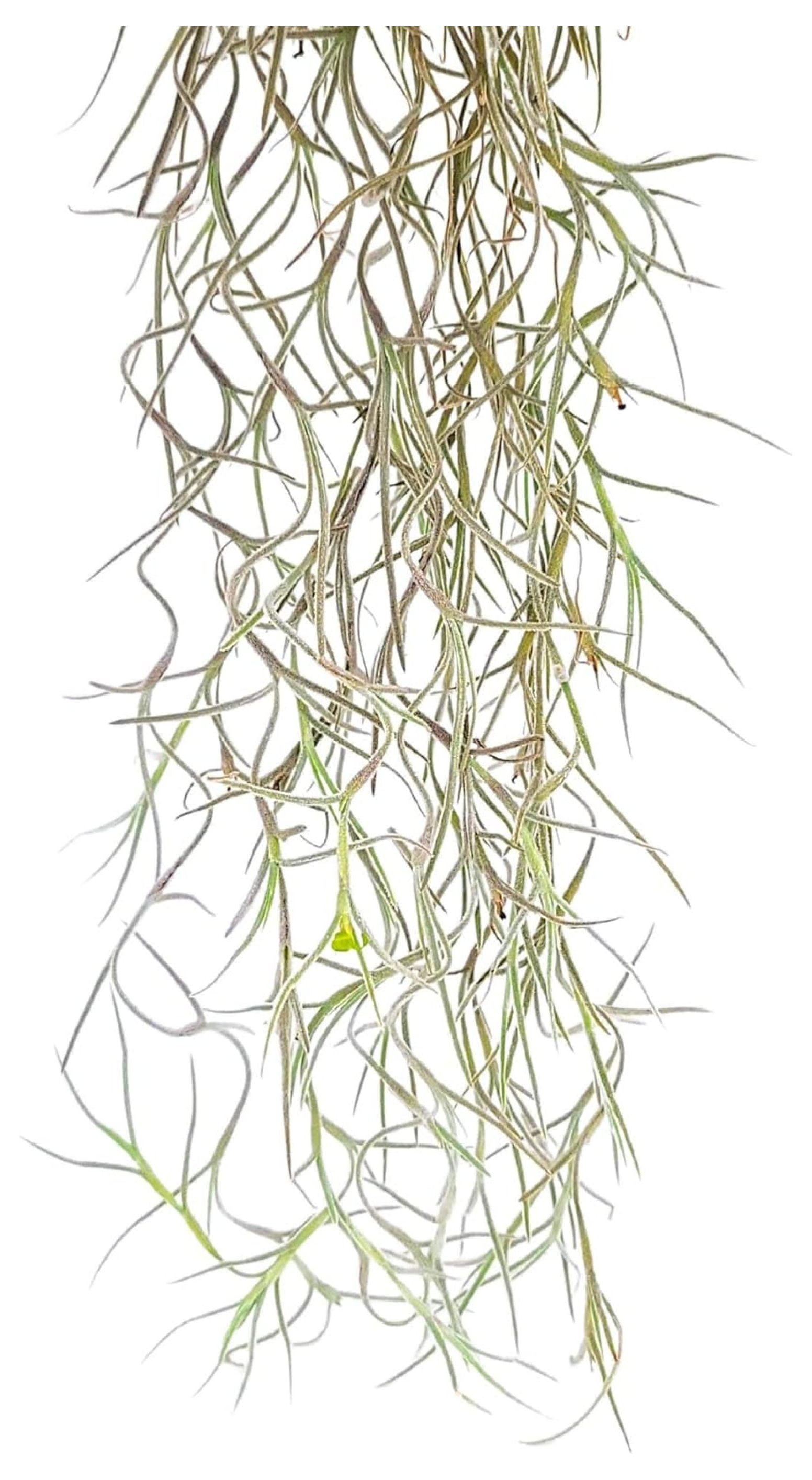 5 Live Spanish Moss Hanging Clumps on Wire, Tillandsia Usneoides Greenhouse Grown Tropical ...