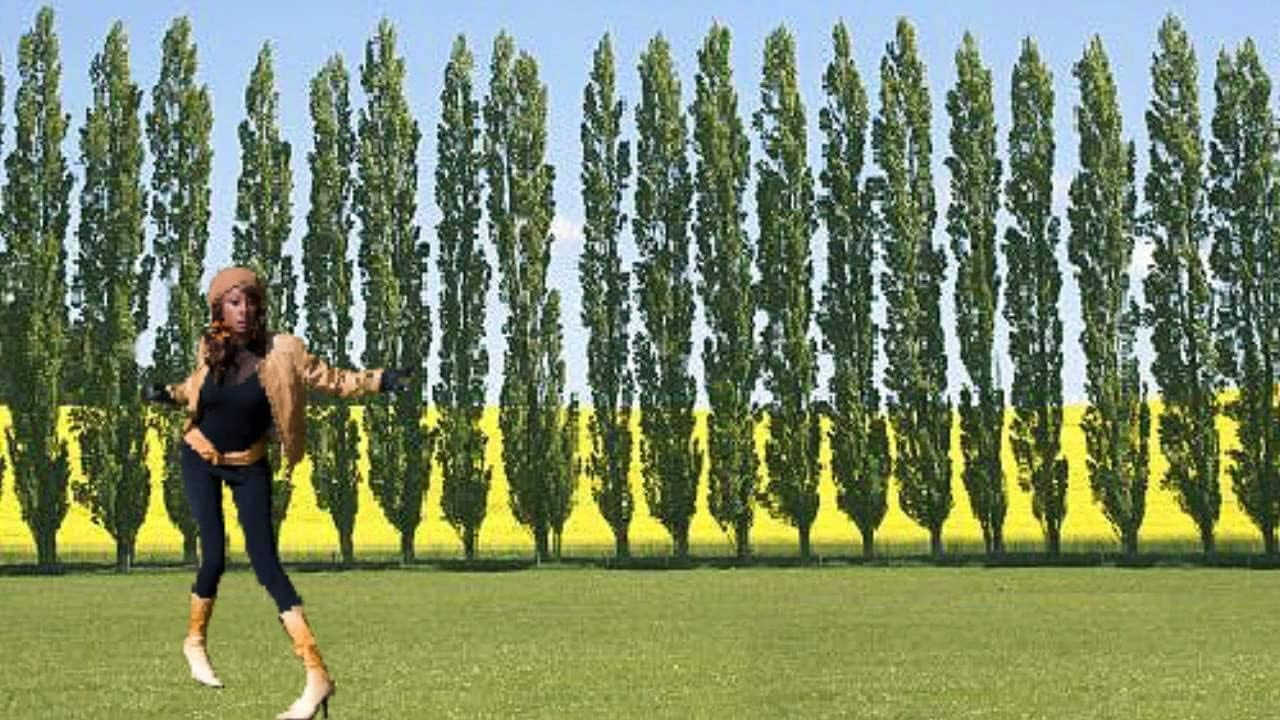 5 Lombardy Poplar Tree Cuttings for Planting - Great for Privacy, Wind ...