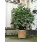 5 MEDITERRANEAN FAN PALM European Dwarf Tree Shrub Chamaerops Humilis ...