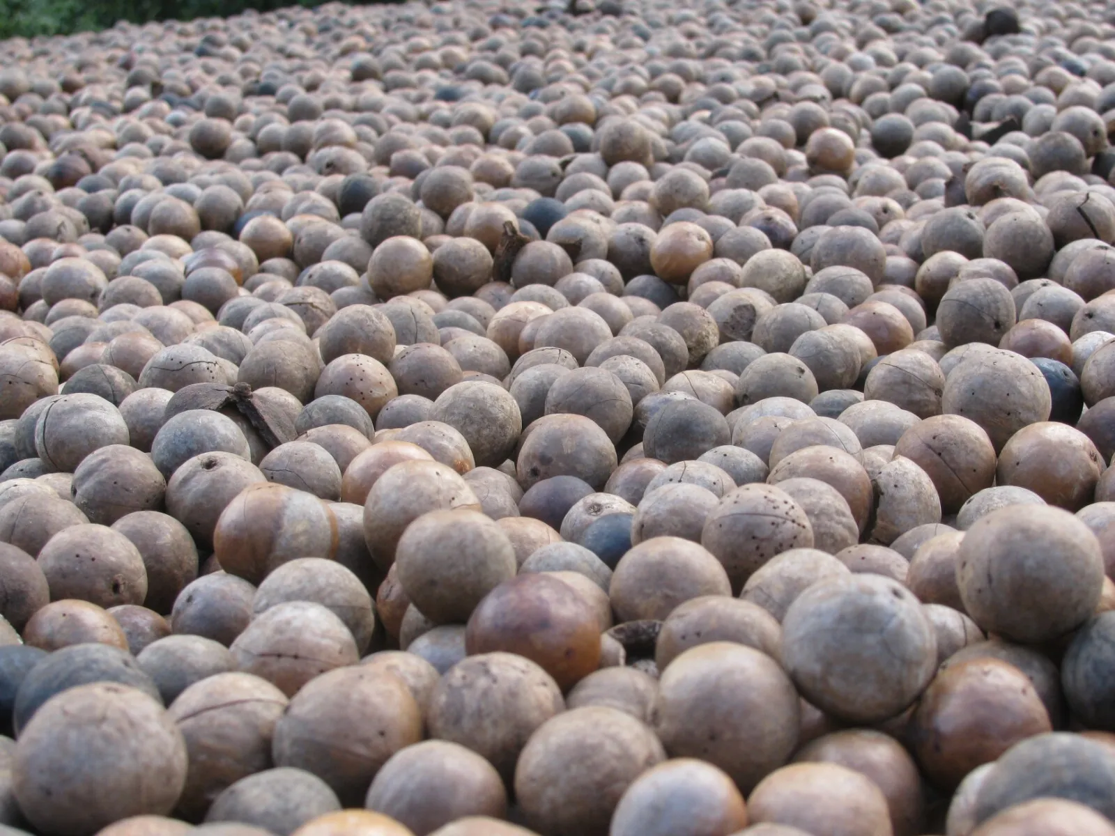 5 Macadamia Nut Seeds - Macadamia integrifolia - Non-GMO Hardy Nut Tree ...