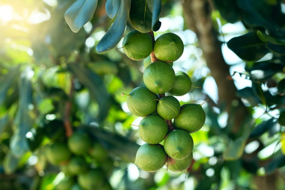5 Macadamia Nut Tree Seeds for Planting - Macadamia integrifolia ...