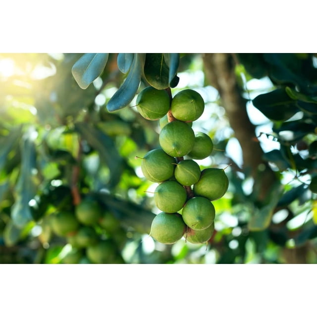 5 Macadamia Nut Tree Seeds for Planting - Macadamia integrifolia ...