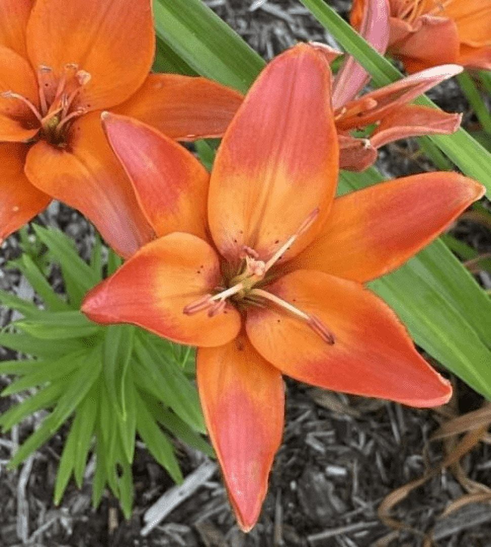 5 Mandarin Star Asiatic Lily Bulbs - Walmart.com