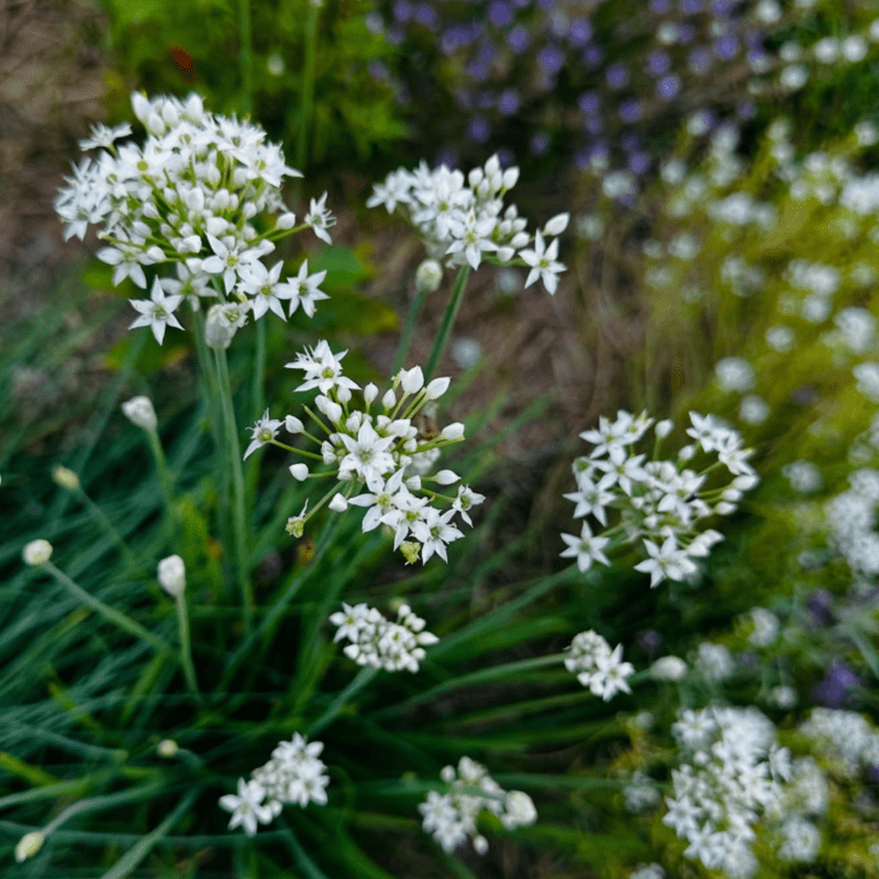 5 Mature Garlic Chives Plant Live, Live Garlic Chives for Indoor ...