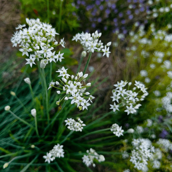 5 Mature Garlic Chives Plant Live, Live Garlic Chives for Indoor Outdoor Landscape - Walmart.com