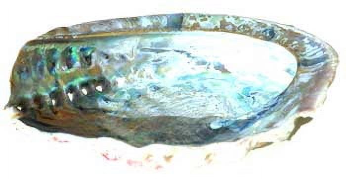 5" Midea Shell Incense Burner - Walmart.com