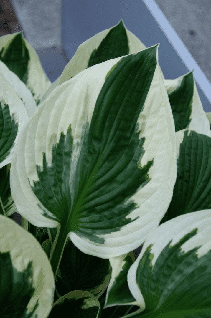 5 Minute Man Hosta in 3.5 inch pots - Walmart.com
