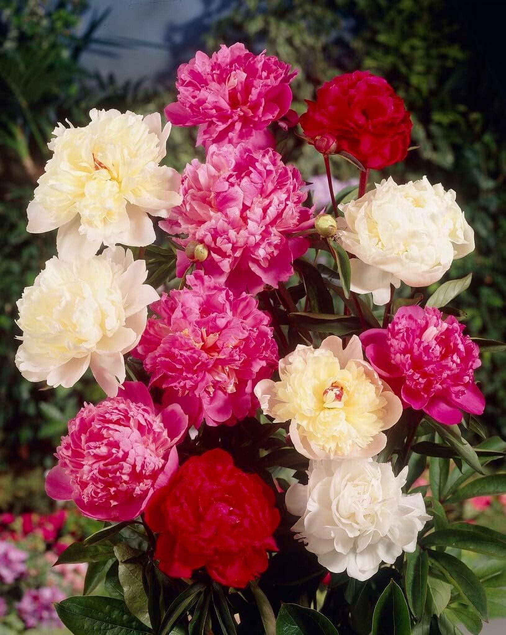 5 Mixed Color Peony Roots for Planting - Grow Beautiful Perennial Peony ...