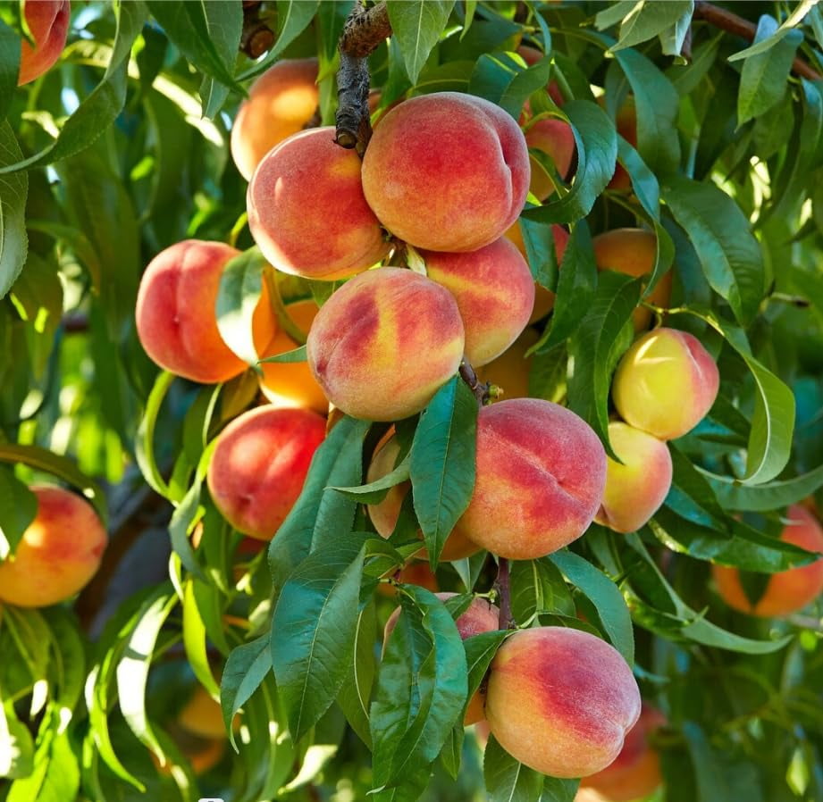 5+ Nemaguard Peach Fruit Tree Seeds MVR1 for Planting Outdoor- Perennial Non GMO Fruit Seeds ...