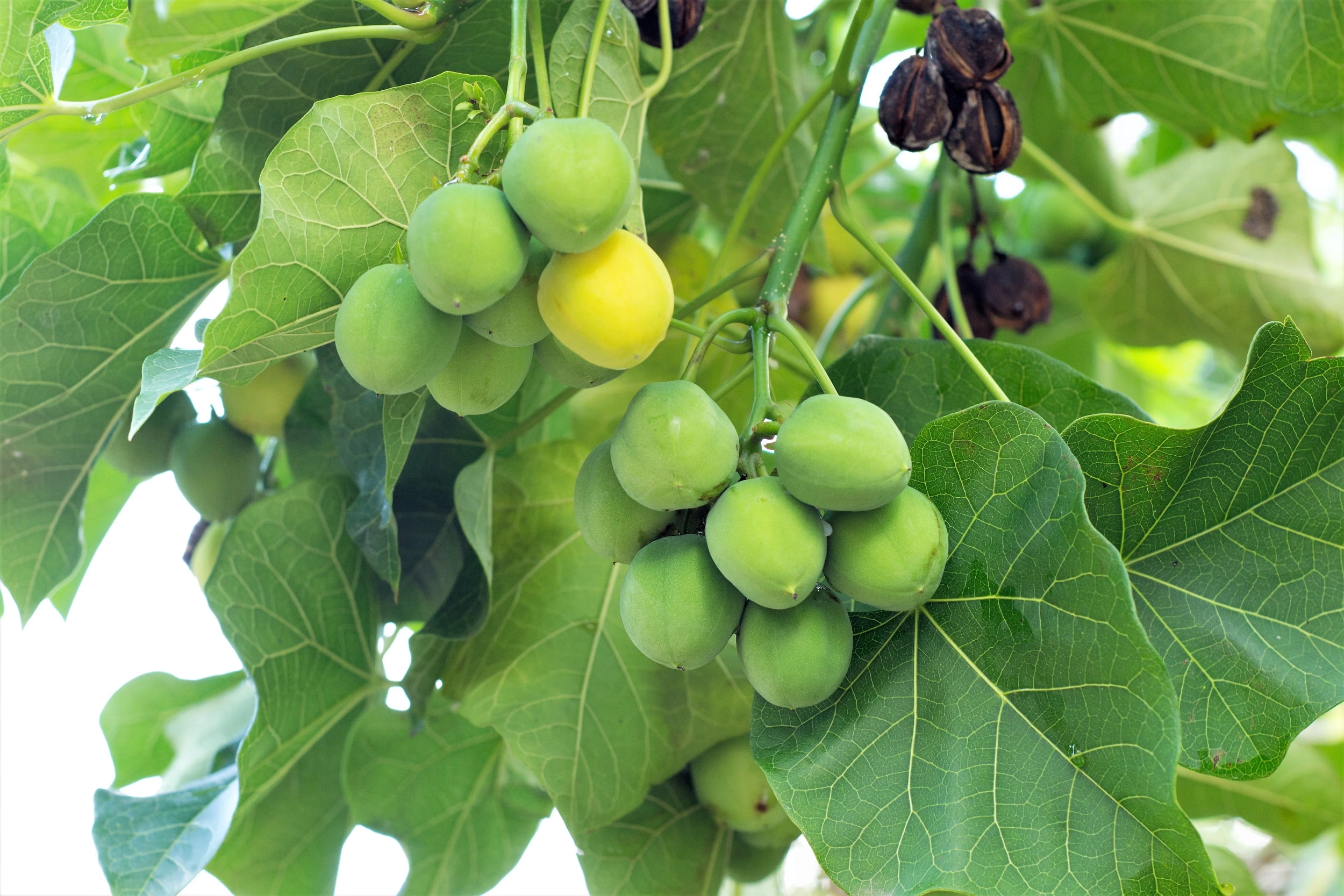 5 Pack JATROPHA Curcas, Barbados Purging Physic Nut Tree Shrub, Pale ...
