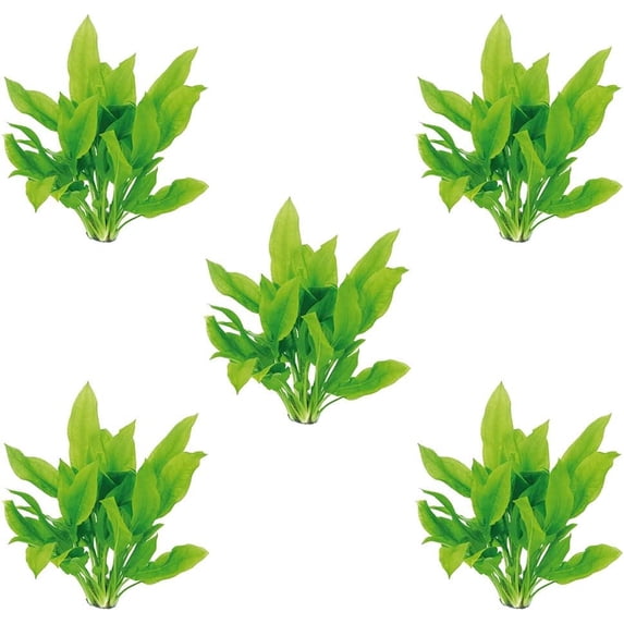 5 PLANTS Amazon Sword Echinodorus Bleheri - Walmart.com
