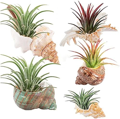 5 Pack Conch Sea Shell Air Plant Holder-Natural Conch Plant Pots Holder ...