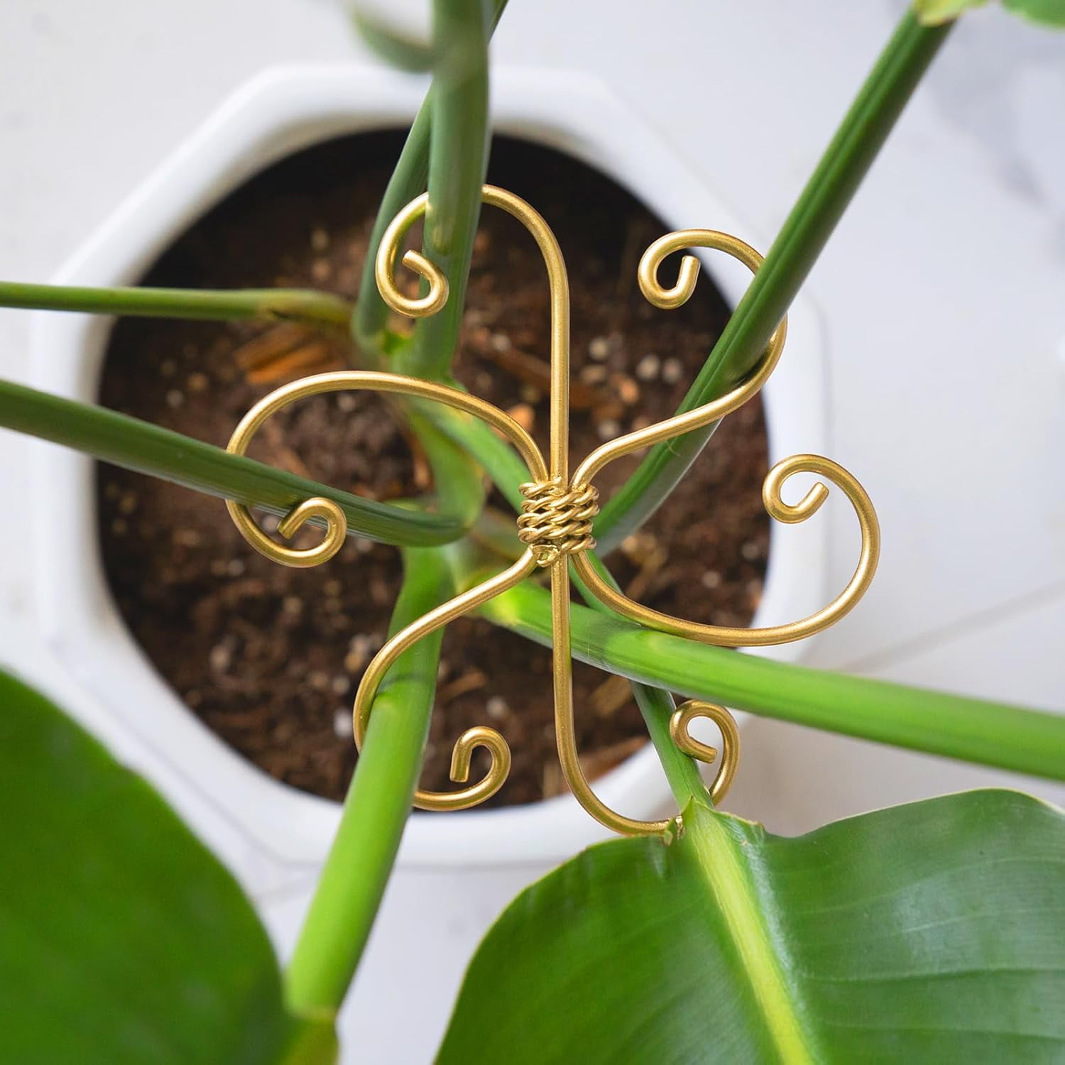 5-Pack Monstera Plant Support System - Durable Hook Stem Supports for ...