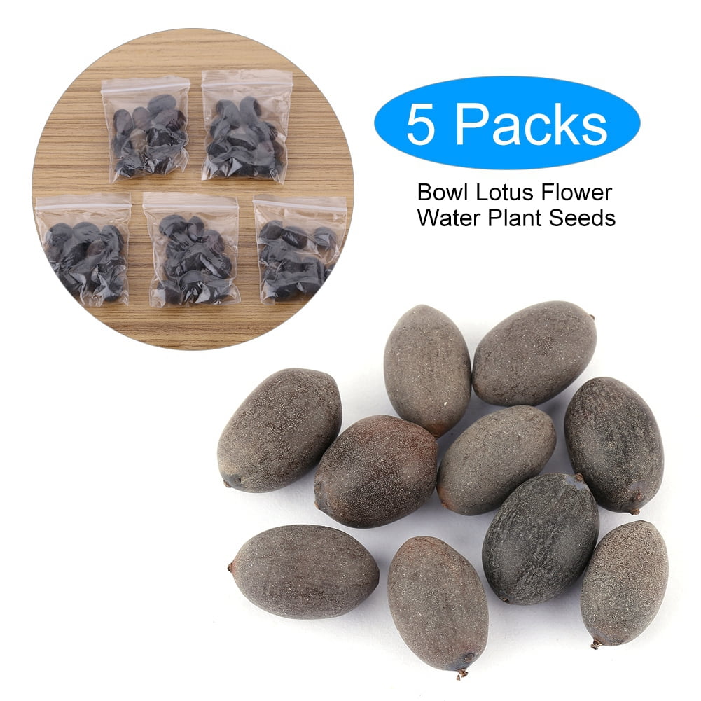 HFDR 10 Lotus Plant Seeds (5 Pack), Water Plant - Walmart.com