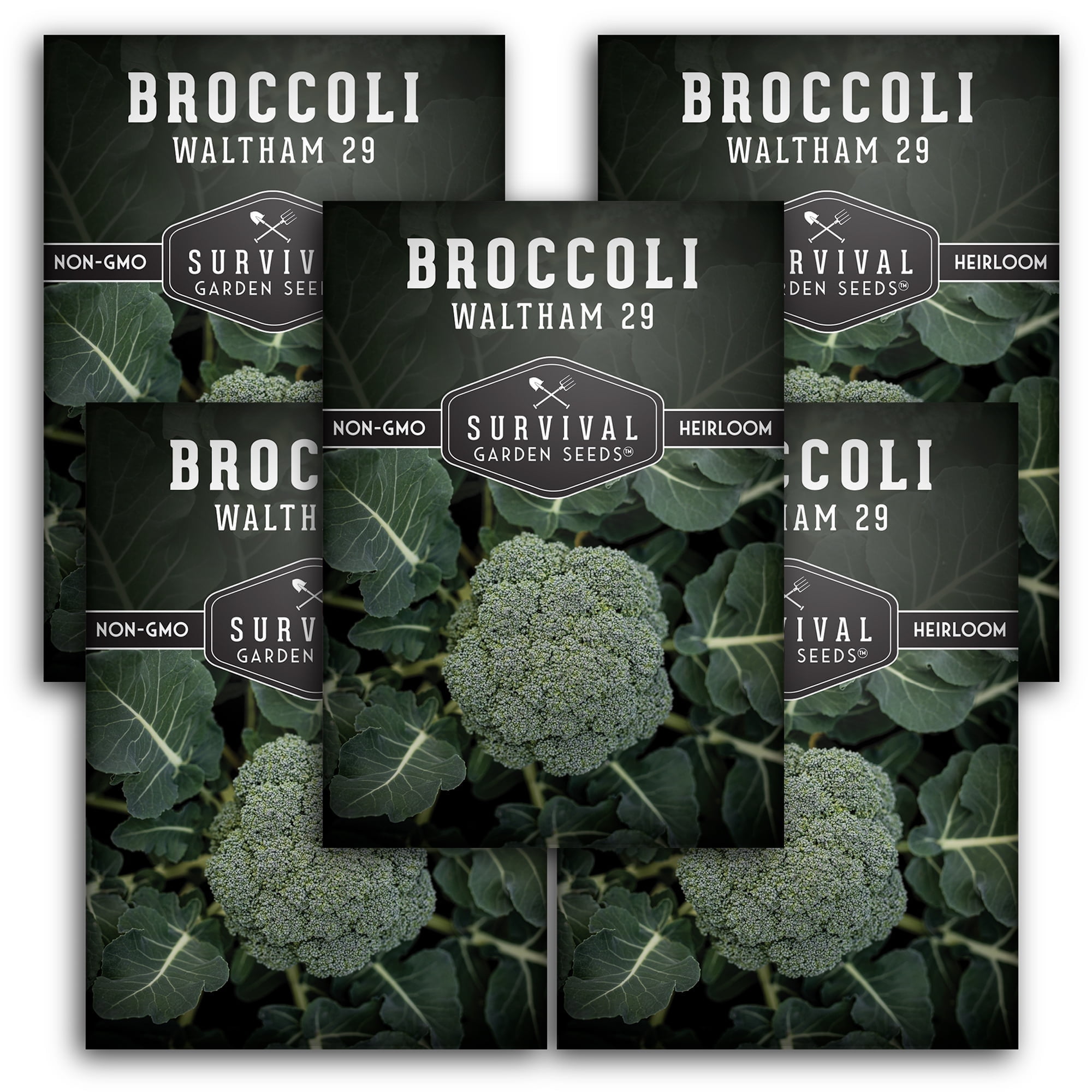 5 pack Waltham 29 Broccoli - Non-GMO Heirloom Vegetable Seed - Full Sun ...